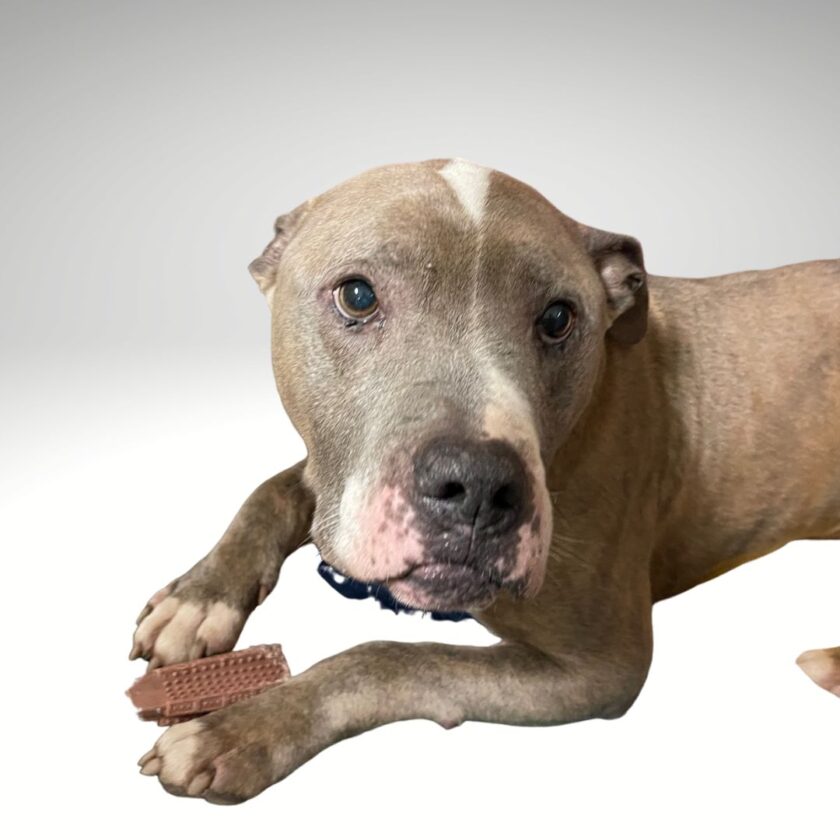 Max Is NCCR Dog Of The Week | News, Sports, Jobs - Post Journal